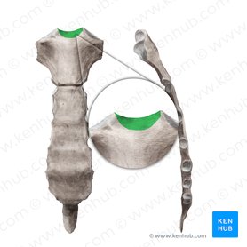 Sternum: Anatomy, parts, pain and diagram | Kenhub