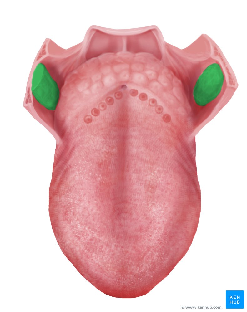 Palatine tonsil: anatomy and histology | Kenhub