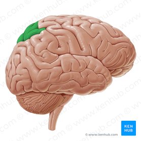 Córtex cerebral - Anatomia, histologia e funções | Kenhub