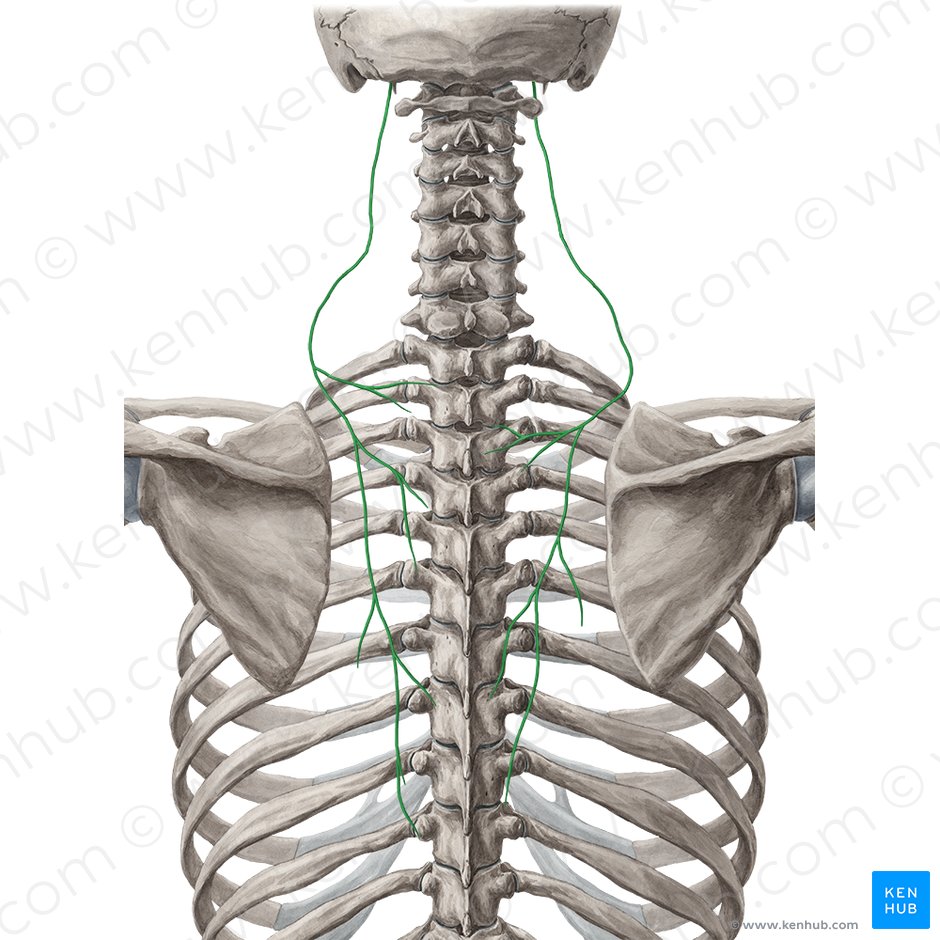 Die 12 Hirnnerven - Überblick, Merkhilfe und Funktionen | Kenhub