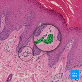 Dermis: definition, layers and function | Kenhub