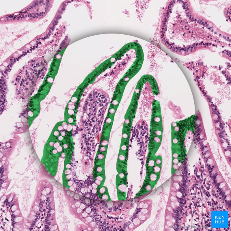 Simple Columnar Epithelium Slide Epithelial Tissue | Histology