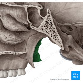 Medial pterygoid: Origin, insertion, action, innervation | Kenhub