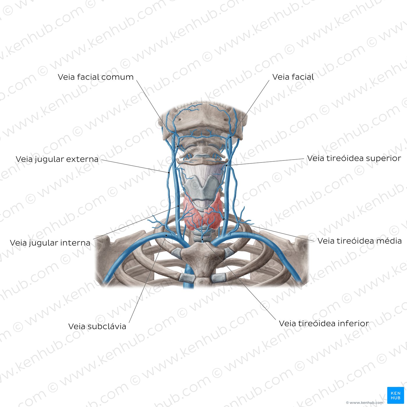 Glândula tireoide: Anatomia, histologia e função | Kenhub
