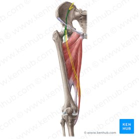 Nervus obturatorius - Verlauf, Äste, Funktion und Läsion | Kenhub