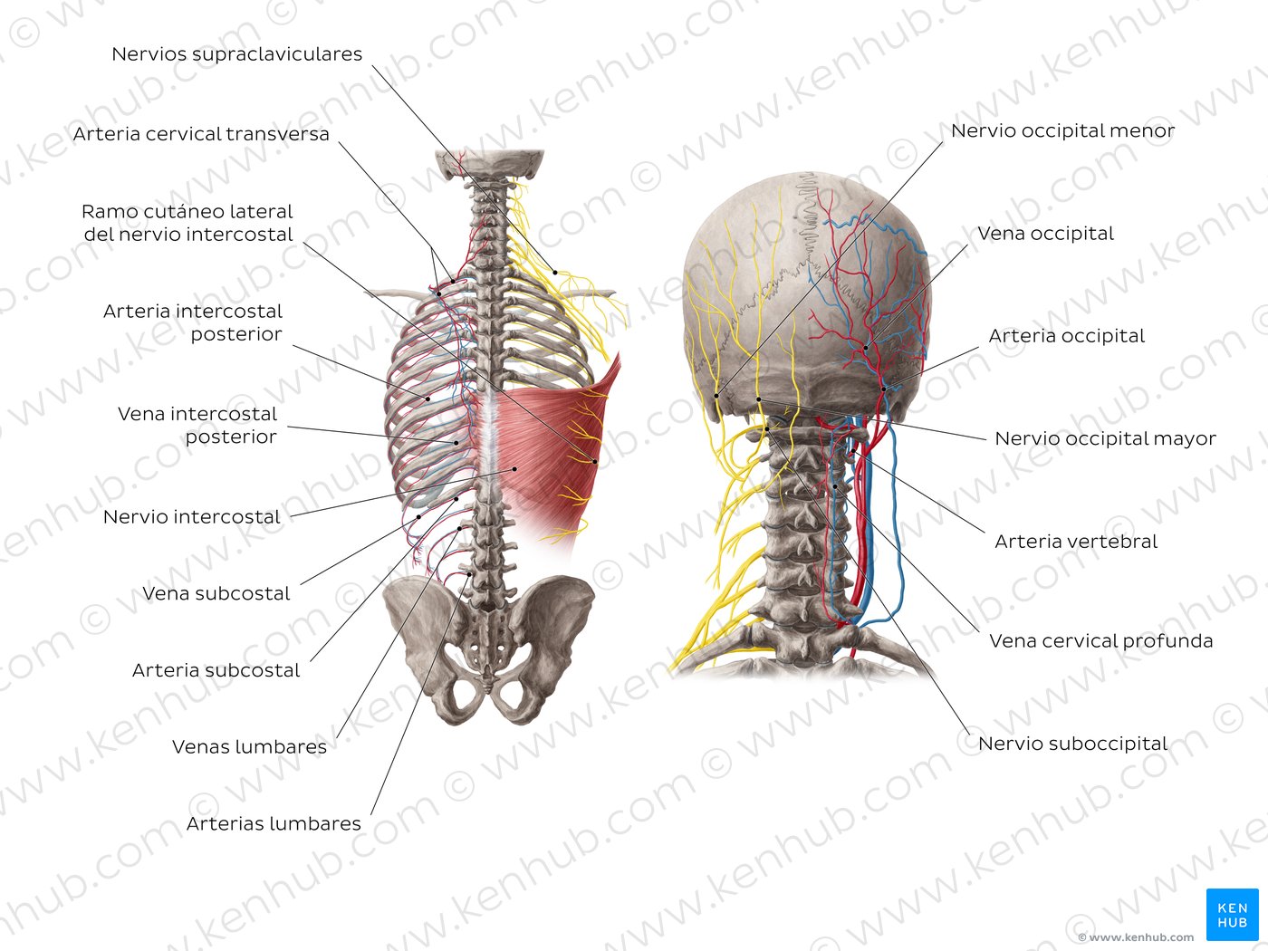 Anatomía de la espalda: Columna y músculos de la espalda | Kenhub