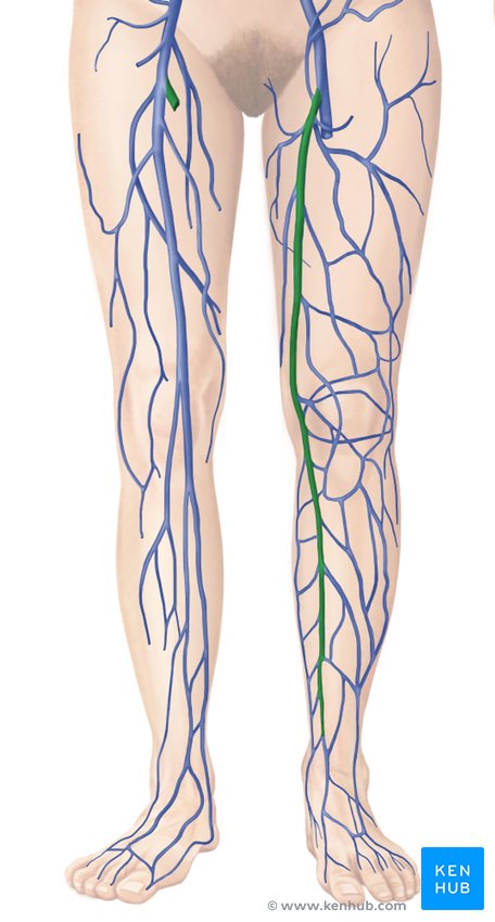 medial saphenous vein