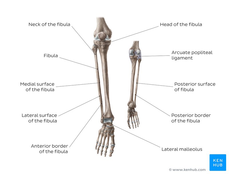 Bone Parallel To Fibula