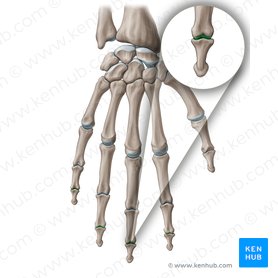 Falanges de la mano: Anatomía y función | Kenhub