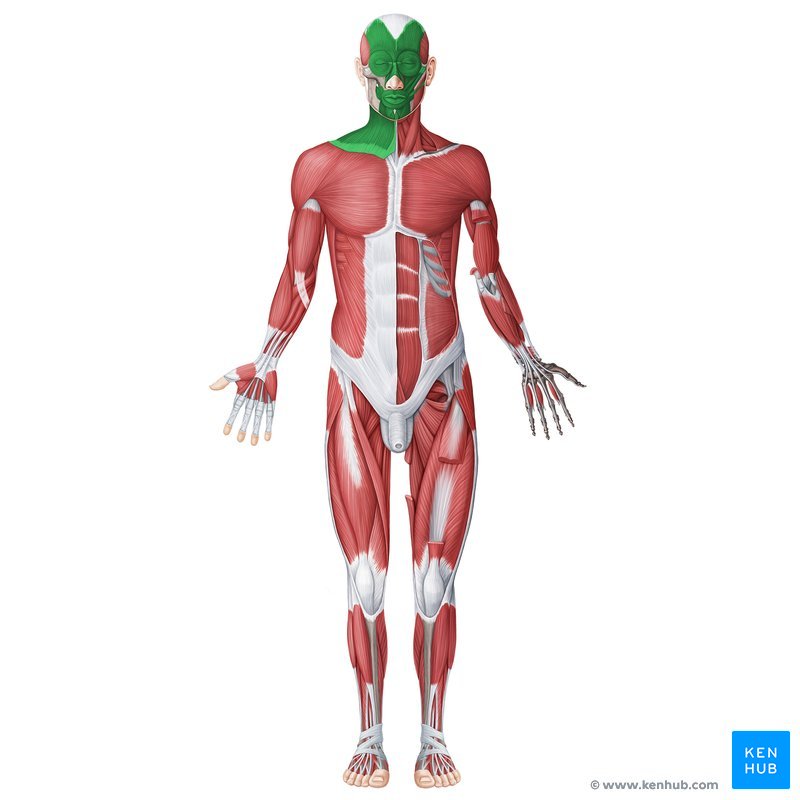 Human Physiology: Overview of physiology of organ systems | Kenhub
