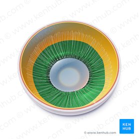 Eyeball: Structure and function | Kenhub