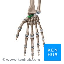 Scaphoid: Anatomy, classification and function | Kenhub