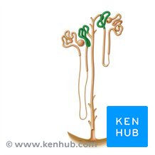 distal convulated tube function