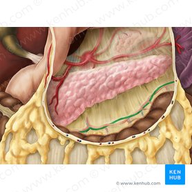 Superior mesenteric vein: Anatomy, tributaries, drainage | Kenhub