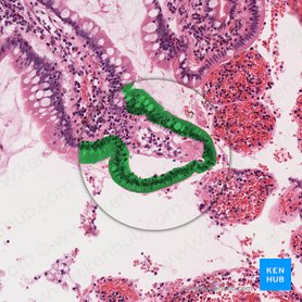 Simple columnar epithelium: Structure and function | Kenhub