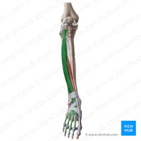 Extensor longo dos dedos: origem, inserção, ação | Kenhub