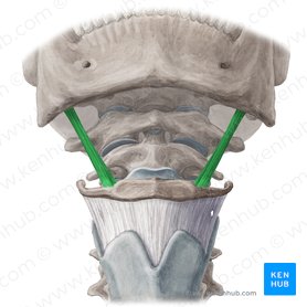 Neck muscles anatomy: List, origins, insertions, action | Kenhub