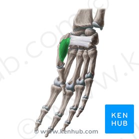 Thenar muscles: Anatomy, innervation and function | Kenhub