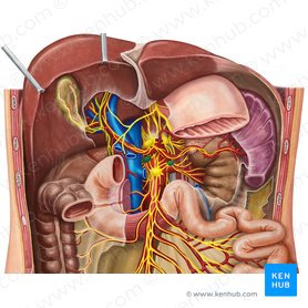 Sistema nervioso: Estructura, función y diagramas | Kenhub