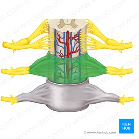 Meningies: dura-máter, aracnoide e pia-máter | Kenhub