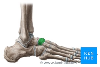 Os naviculaire : Anatomie et notes cliniques | Kenhub