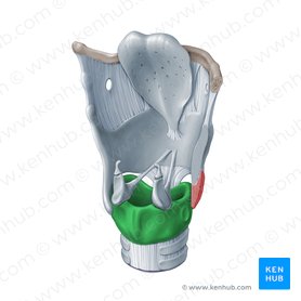 Larynx anatomy: Cartilages, ligaments and muscles | Kenhub