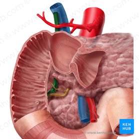 Bile duct: anatomy, pathway and function | Kenhub