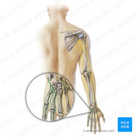 Ulnar nerve: Origin, course, branches and innervation | Kenhub