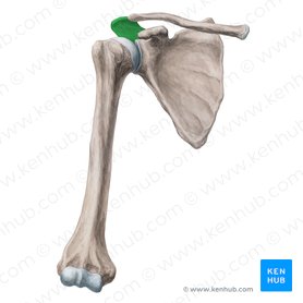 Shoulder girdle: anatomy, movements and function | Kenhub
