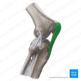 Articulación de la rodilla: anatomía y movimientos | Kenhub