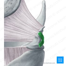 Nervus laryngeus recurrens - Anatomie, Verlauf & Klinik | Kenhub