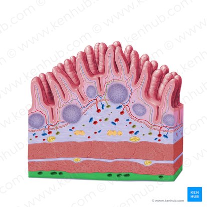 Serosa Anatomie Histologie Und Funktion Kenhub