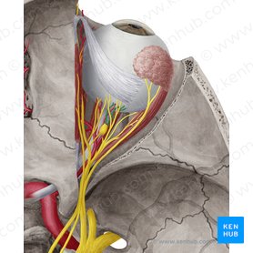 Ciliary body: anatomy and function | Kenhub