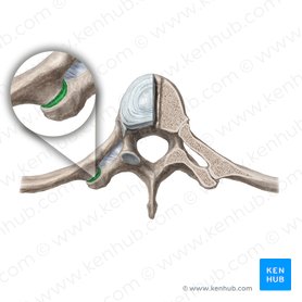 Costovertebral and costotransverse joints: Anatomy | Kenhub