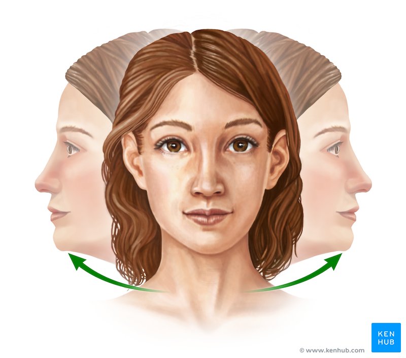 Anatomische Bewegungsbezeichnungen: Überblick | Kenhub