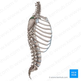 Spine of scapula: anatomy and function | Kenhub