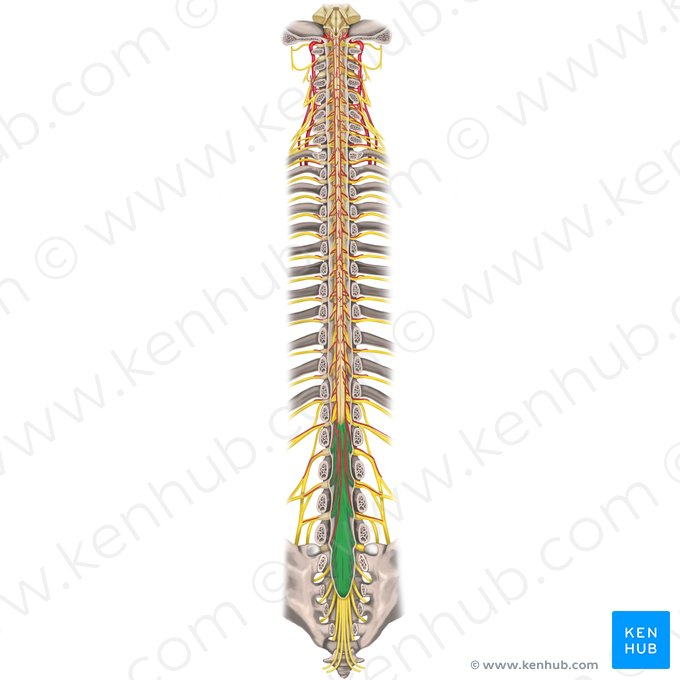 Vértebras lombares: Anatomia e clínica | Kenhub