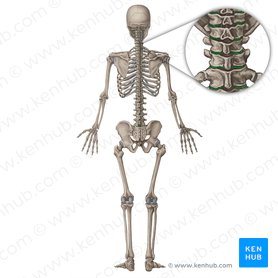Zygapophyseal joint: definition, structure and function | Kenhub
