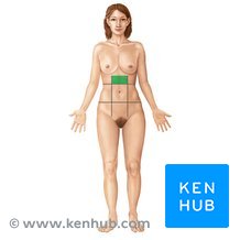 epigastric fossa function