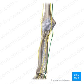 Ulnar nerve: Origin, course, branches and innervation | Kenhub