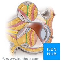 orbital anatomy term