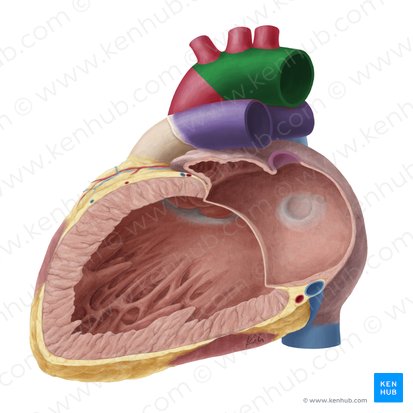 Aorta: Abschnitte, Verlauf, Abgänge und Histologie | Kenhub