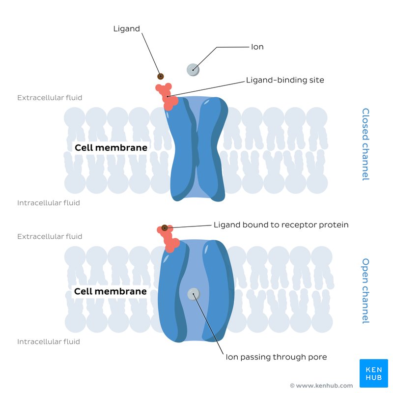 Ligand-gated ion channels: Structure, types and function | Kenhub
