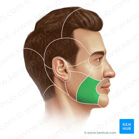 Human face: anatomy, structure and function | Kenhub