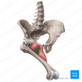 Adductor brevis: Origin, insertion, innervation, actions | Kenhub