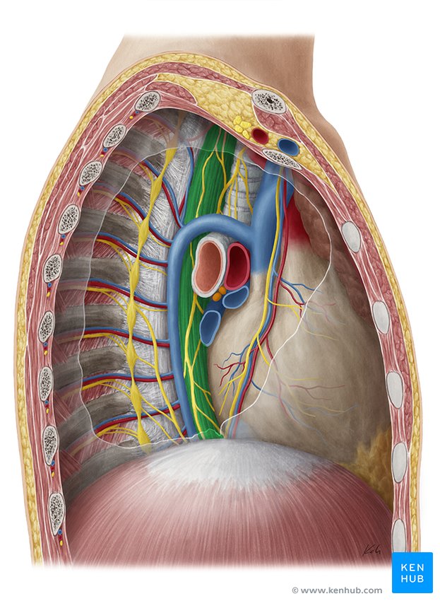 structures around oesophagus