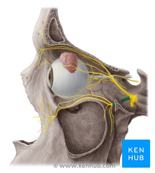 middle superior nerve