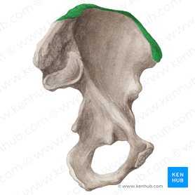 Iliac crest: location, anatomy and fuction | Kenhub