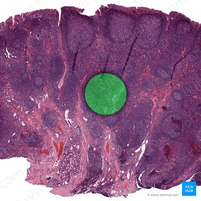 Kenhub Bindegewebe : Endometrium: Anatomie, Struktur und Funktion – NIBWM