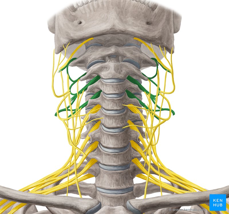 Plexus cervicalis: Anatomie, Verlauf und Funktion | Kenhub